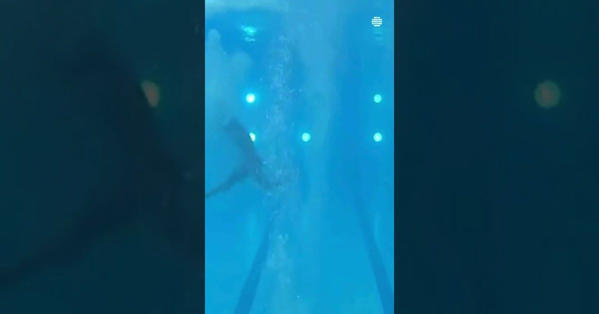 Zachary Cooper's Dive - Men 10m Platform #ZachCooper #diving #diver ...